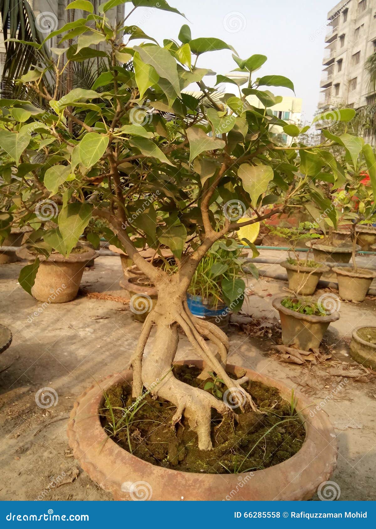 Baniyan Tree Bonsai stock photo. Image of years, baniyan - 66285558