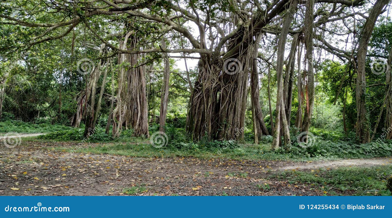 Baniyan tree stock photo. Image of forest, baniyan, tree - 124255434