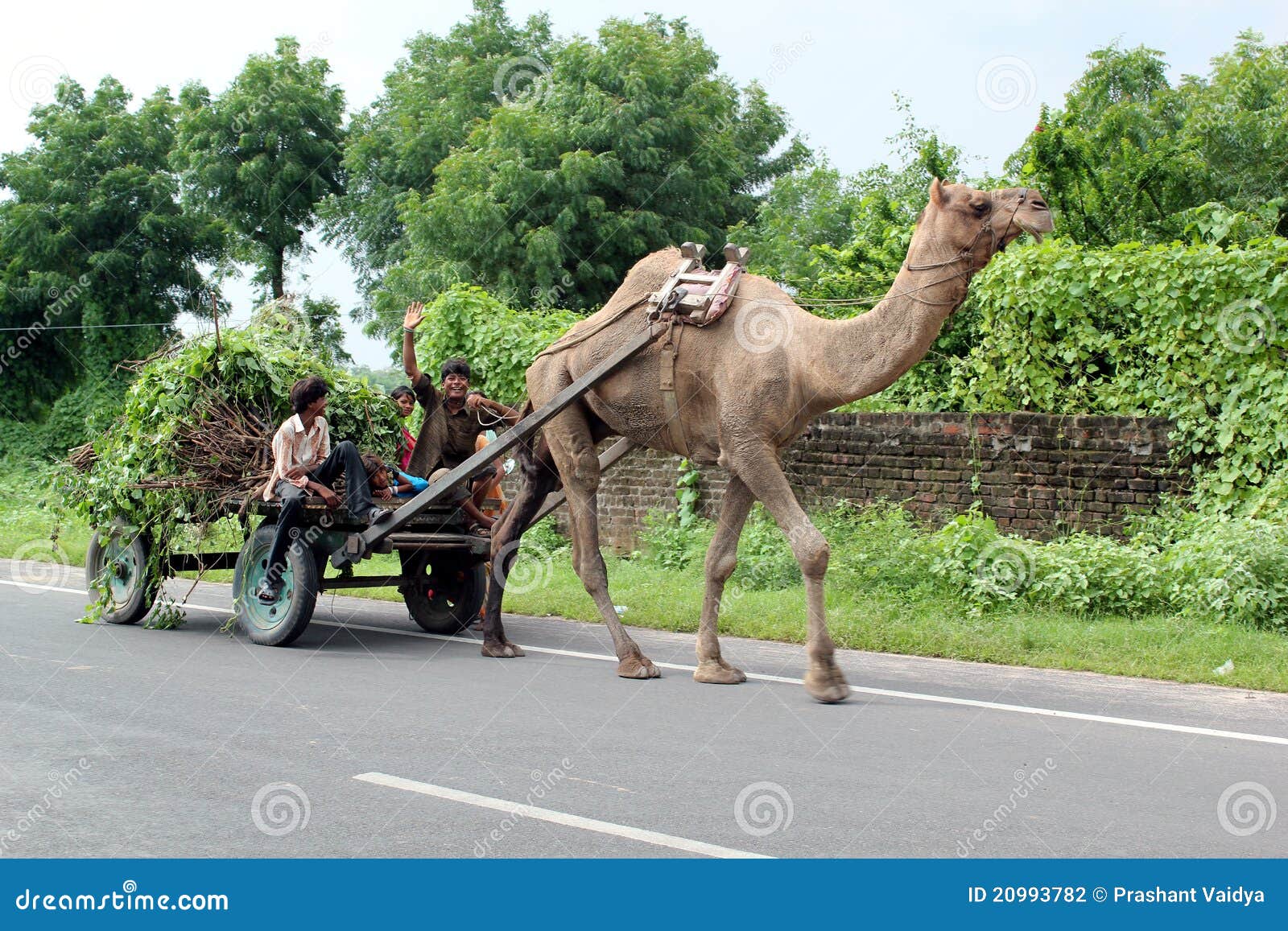 Banjara with camel cart editorial photography. Image of neck - 20993782