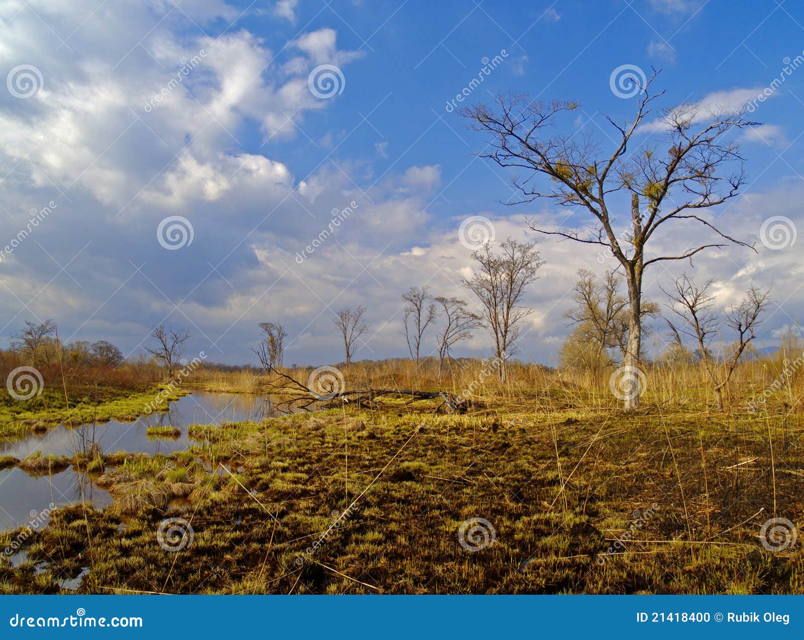 On the Bank of a Bog in Spring Stock Photo - Image of april, brown ...
