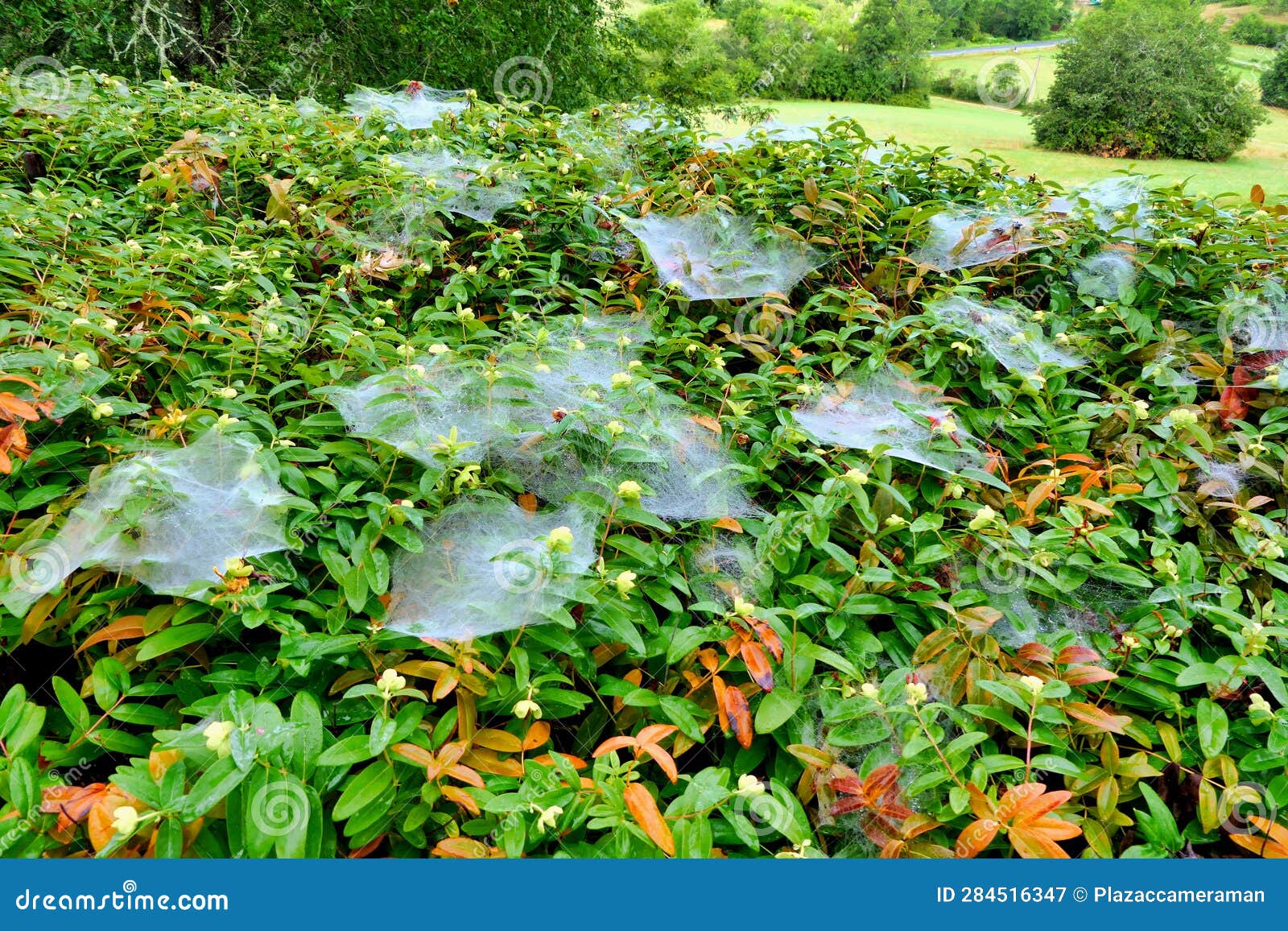 Hammock Weaver Spider Webs stock image. Image of catch - 284516347