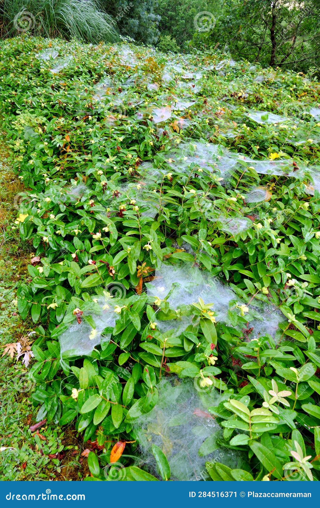 Hammock Weaver Spider Webs stock image. Image of pattern - 284516371