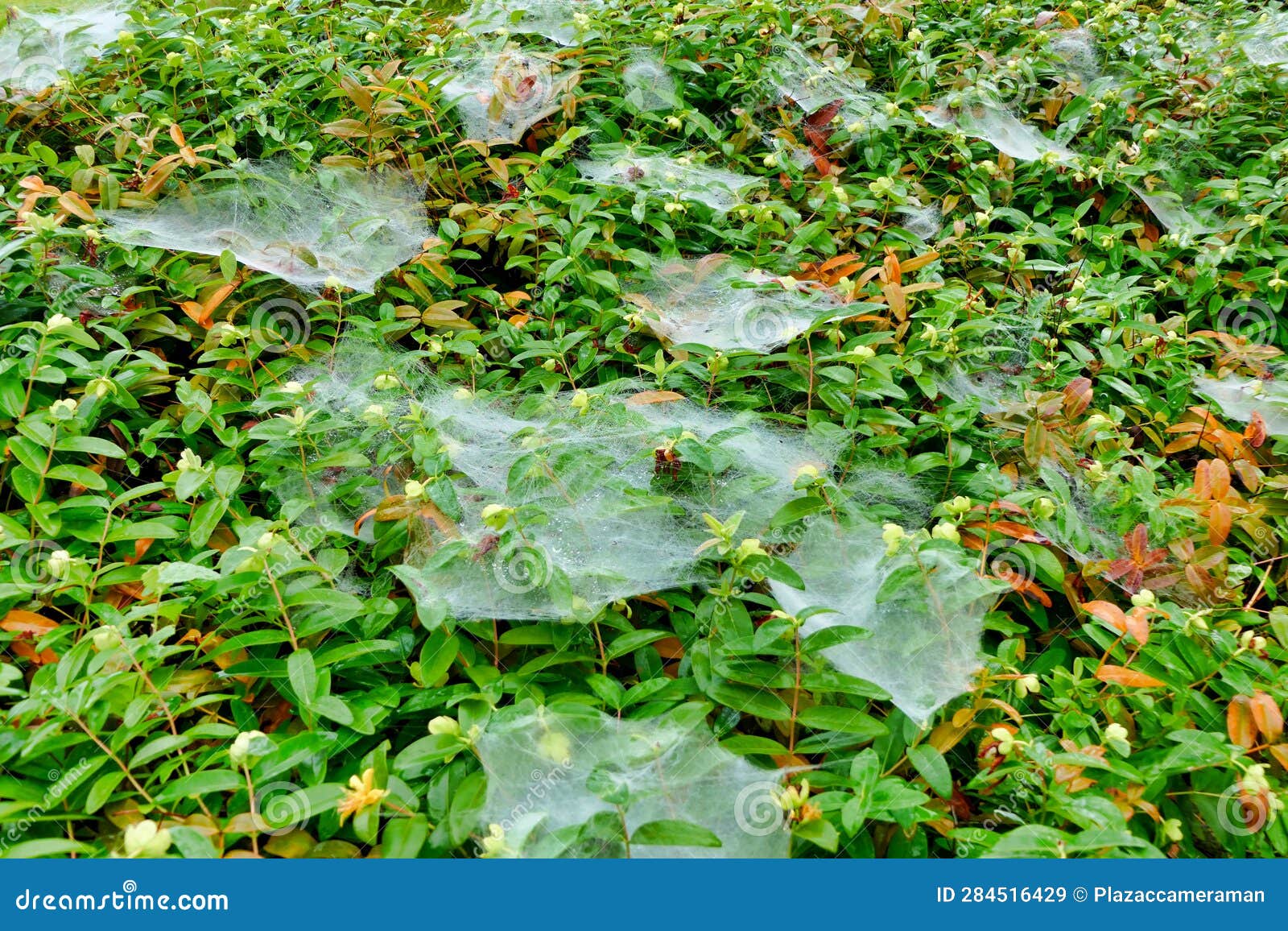 Hammock Weaver Spider Webs stock image. Image of fear - 284516429