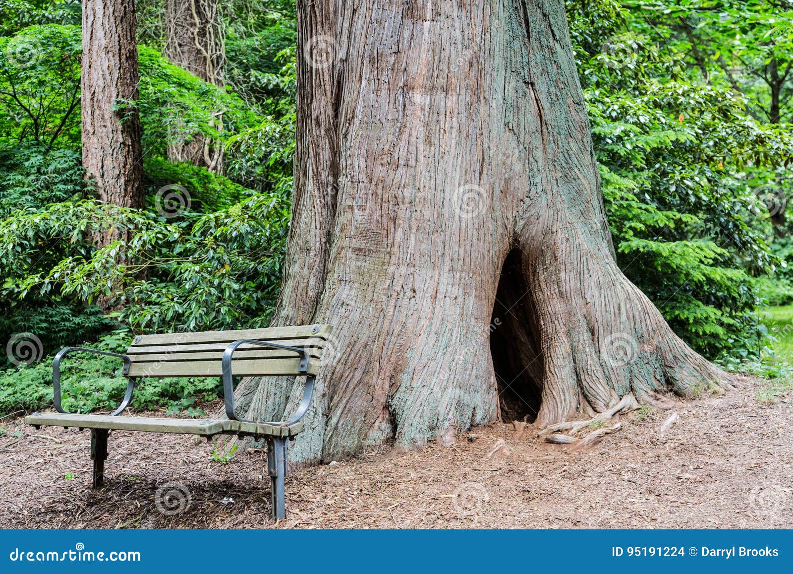Bank Durch Alten Rotholz-Baum Stockfoto - Bild von wald, grün: 95191224