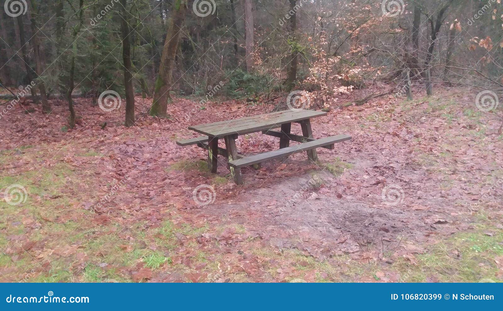 A bank in a forest stock image. Image of forest, sitting - 106820399