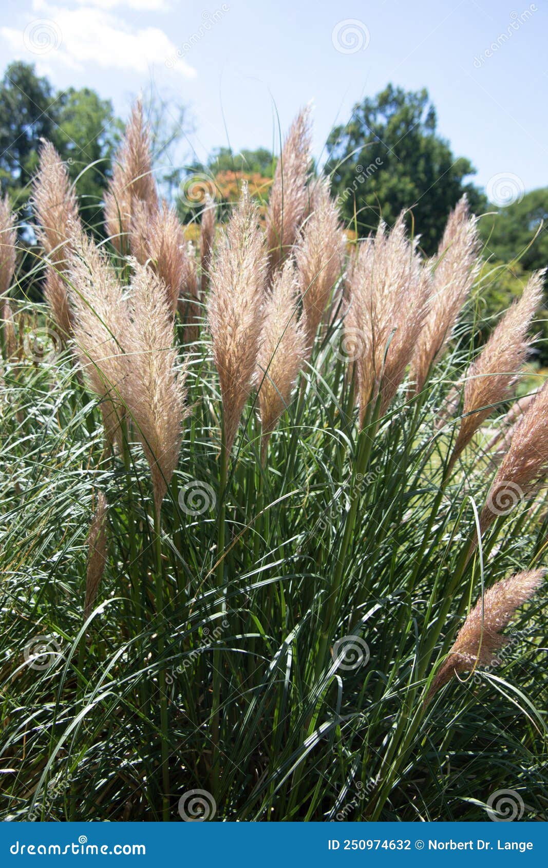 Bank grass stock photo. Image of green, blossoms, plants - 250974632