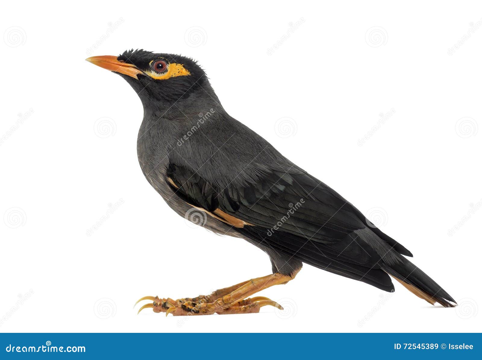 Bank Myna Isolated on White Stock Image - Image of grey, view: 72545389