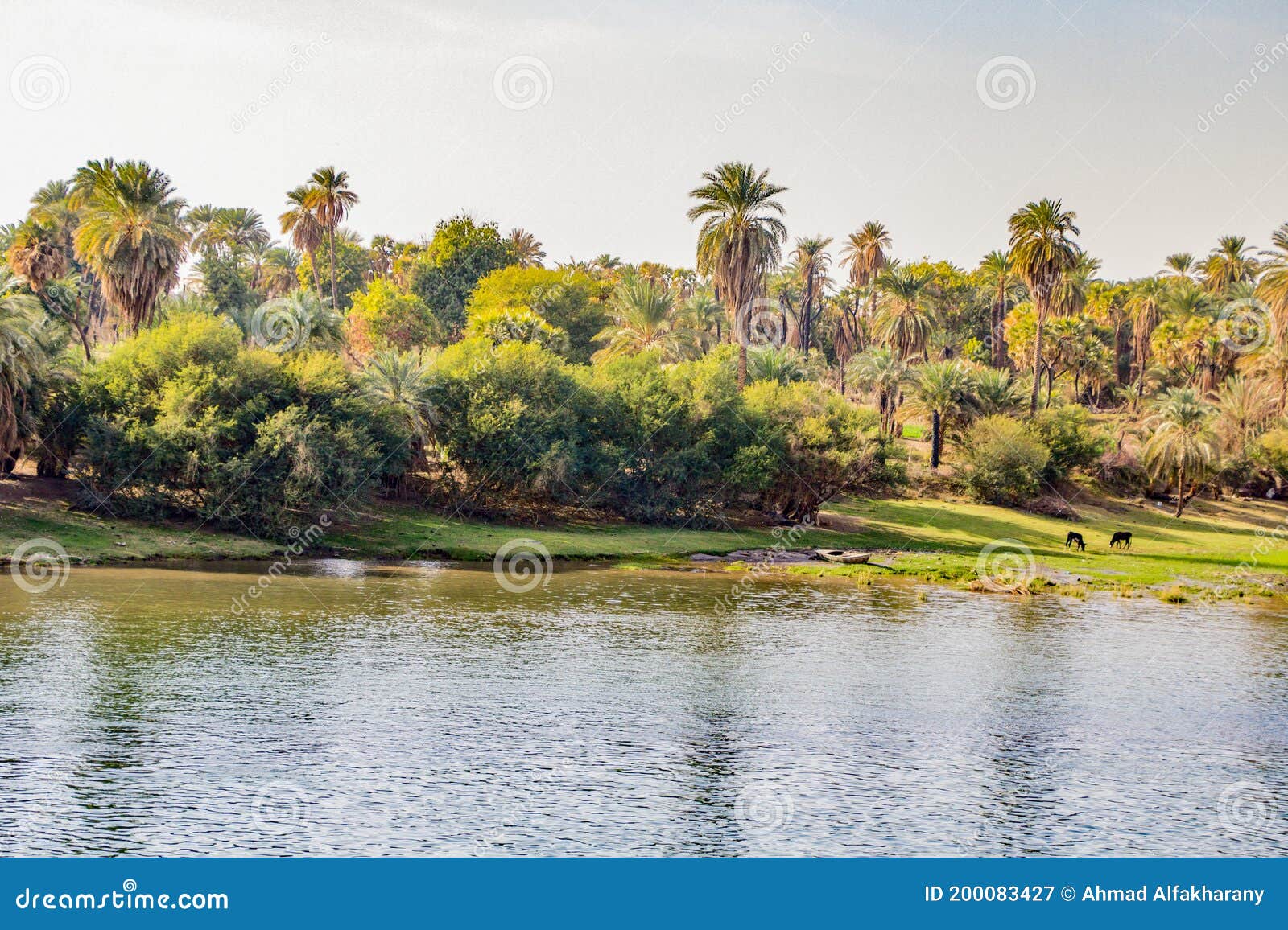 The bank of the Nile river stock image. Image of autumn - 200083427