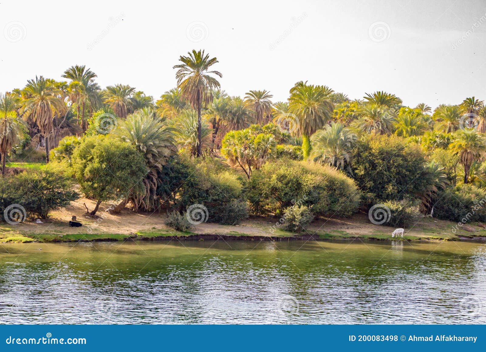 The bank of the Nile river stock photo. Image of jungle - 200083498