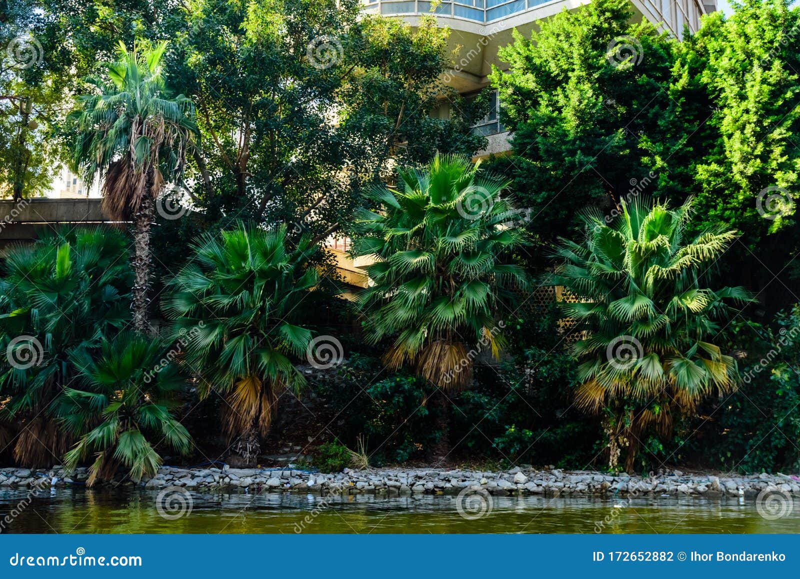 Bank of the Nile River in Cairo, Egypt Stock Photo - Image of gardening ...