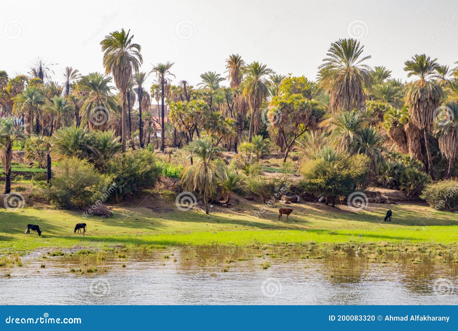 Nile River Animals And Plants