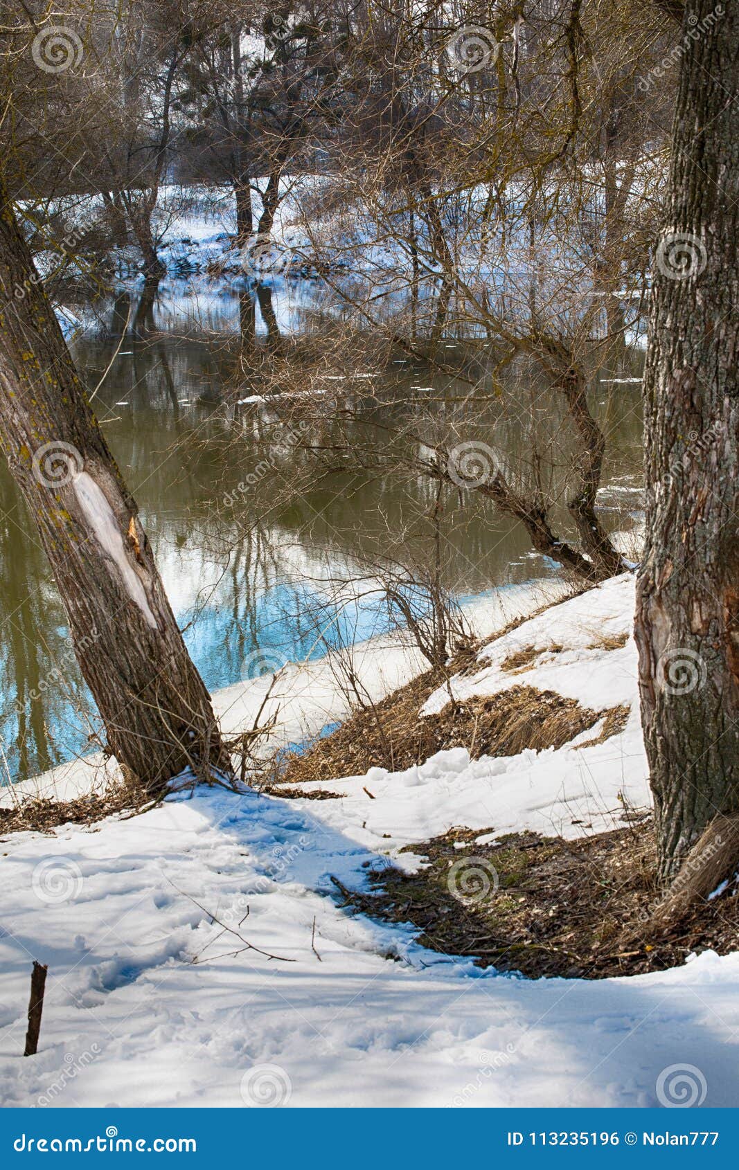 Riverbank in the spring stock photo. Image of branch - 113235196