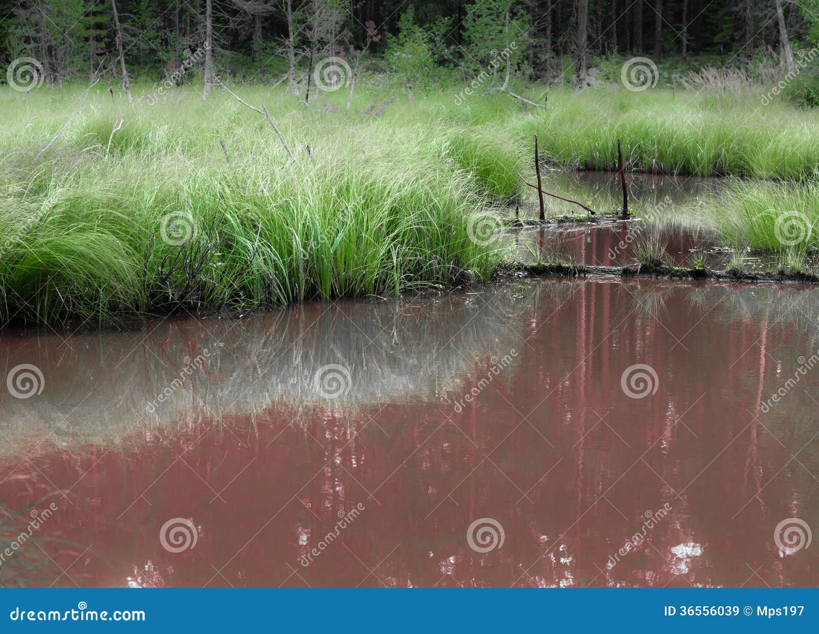Bank of the rusty river stock image. Image of vegetation - 36556039