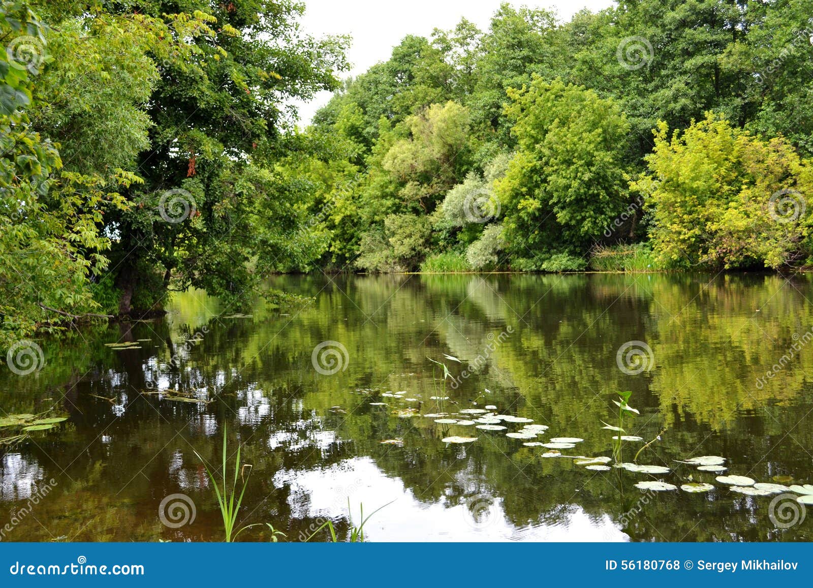 On the Bank of a Small River Stock Photo - Image of ukraine, summer ...