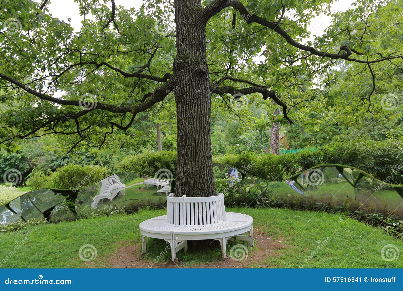 Bank um Baum stockbild. Bild von idee, bank, reflexion - 57516341