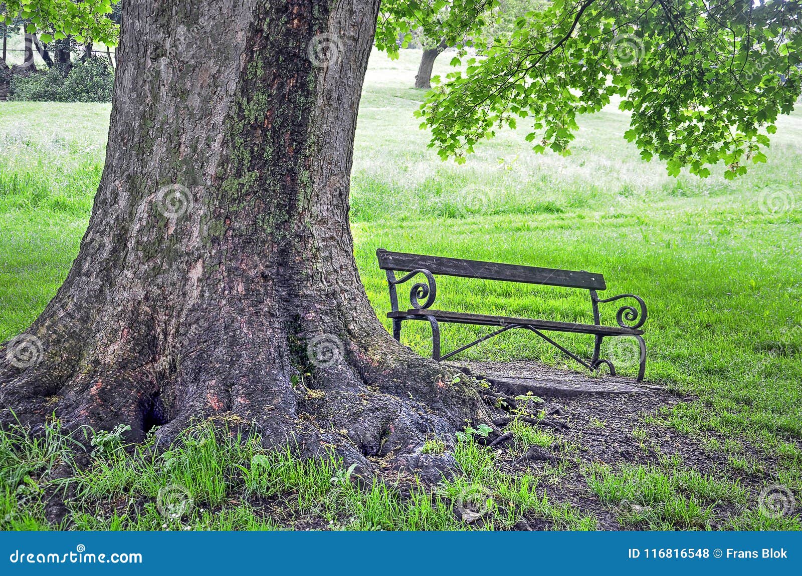 Bank unter einem Baum stockfoto. Bild von tageszeit - 116816548