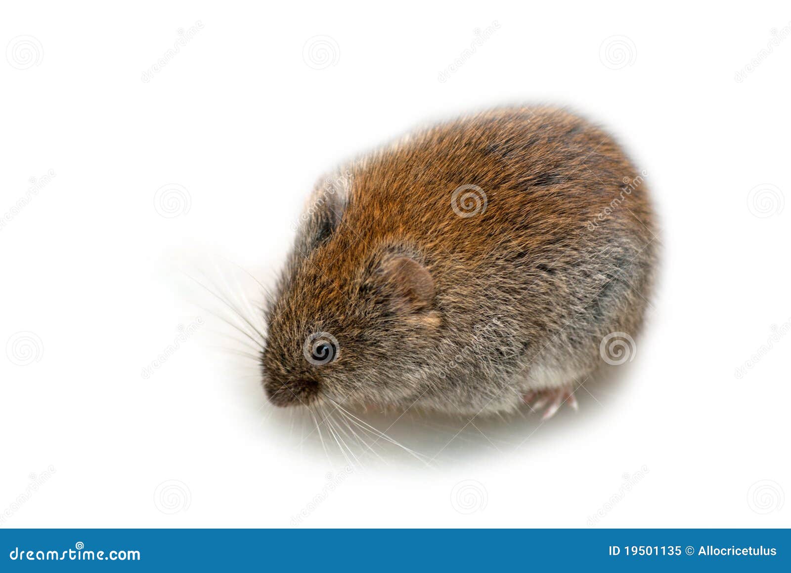 Bank Vole Walking On White Background Stock Photo | CartoonDealer.com ...