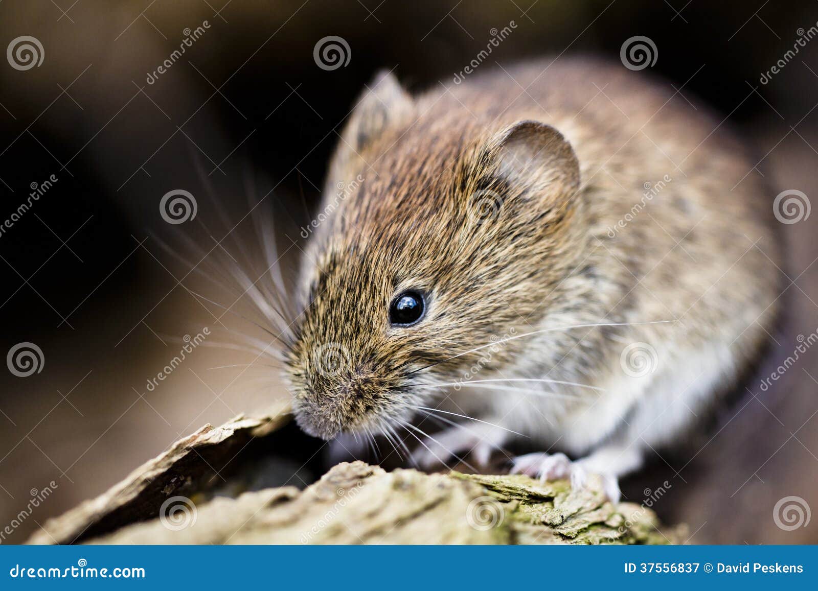Bank Vole Walking On White Background Stock Photo | CartoonDealer.com ...
