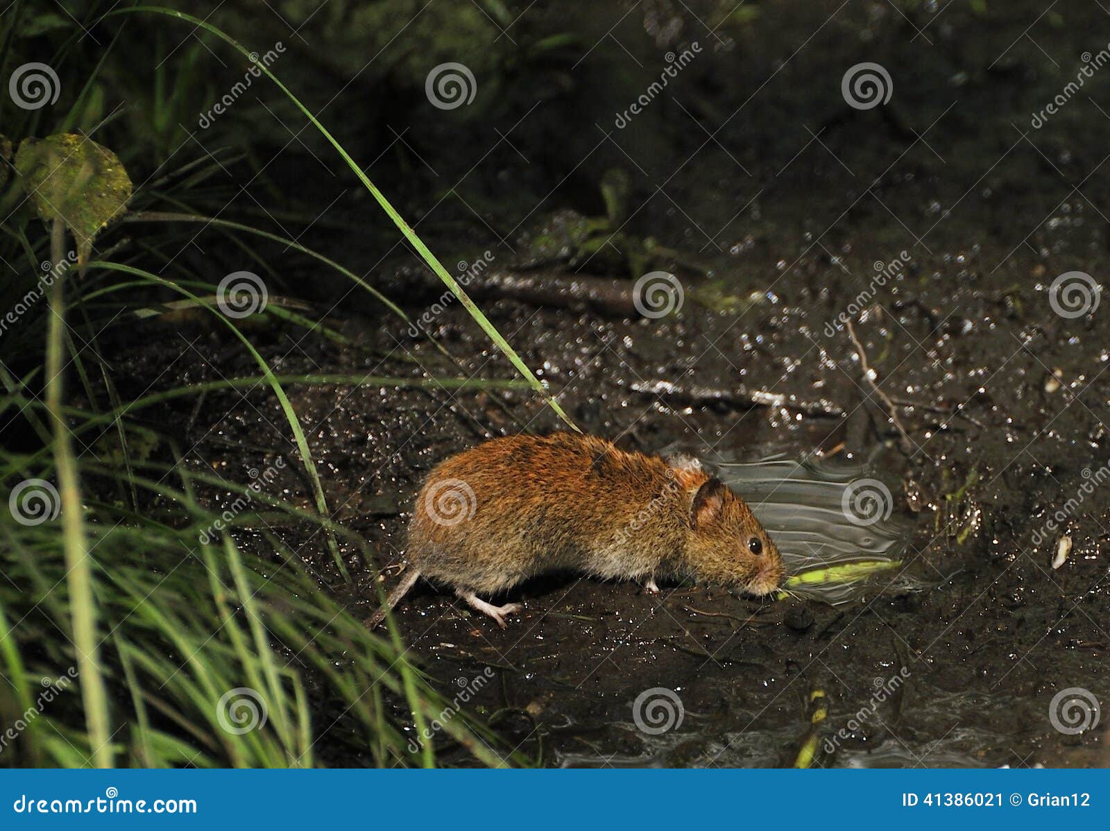 Bank Vole Walking On White Background Stock Photo | CartoonDealer.com ...