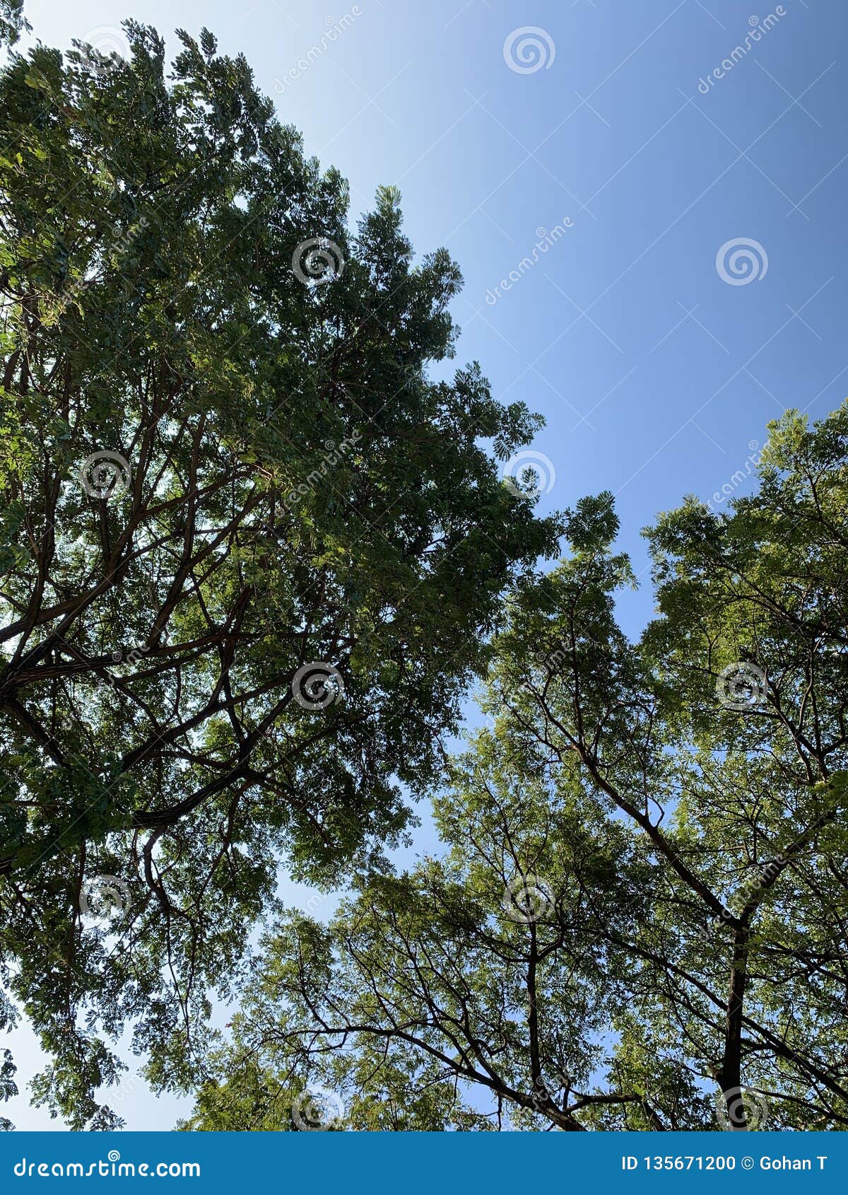 Banking Branches, the Shade of a Large Tree in Park Stock Photo - Image ...