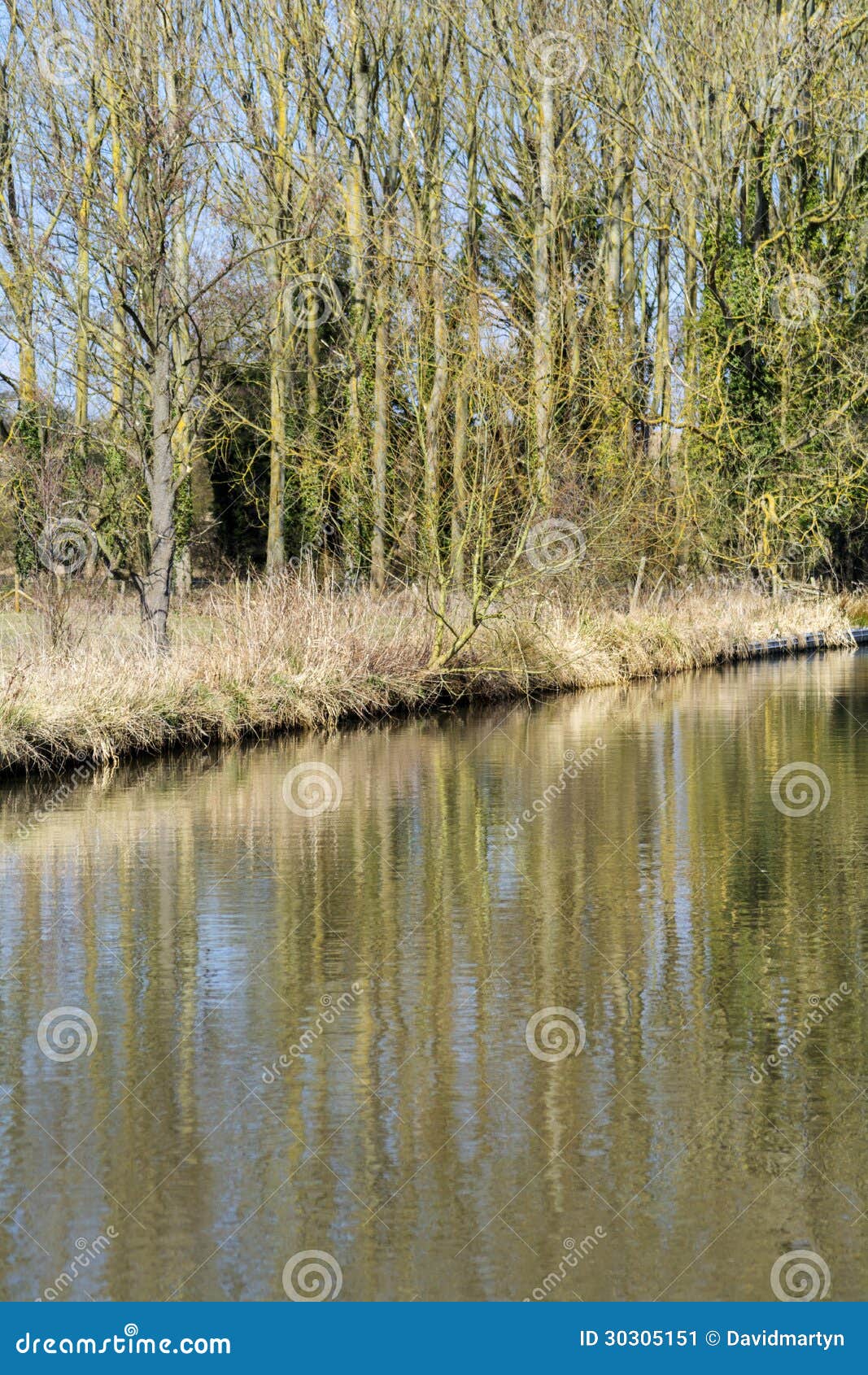 River stock image. Image of bushes, green, rivers, forest - 30305151