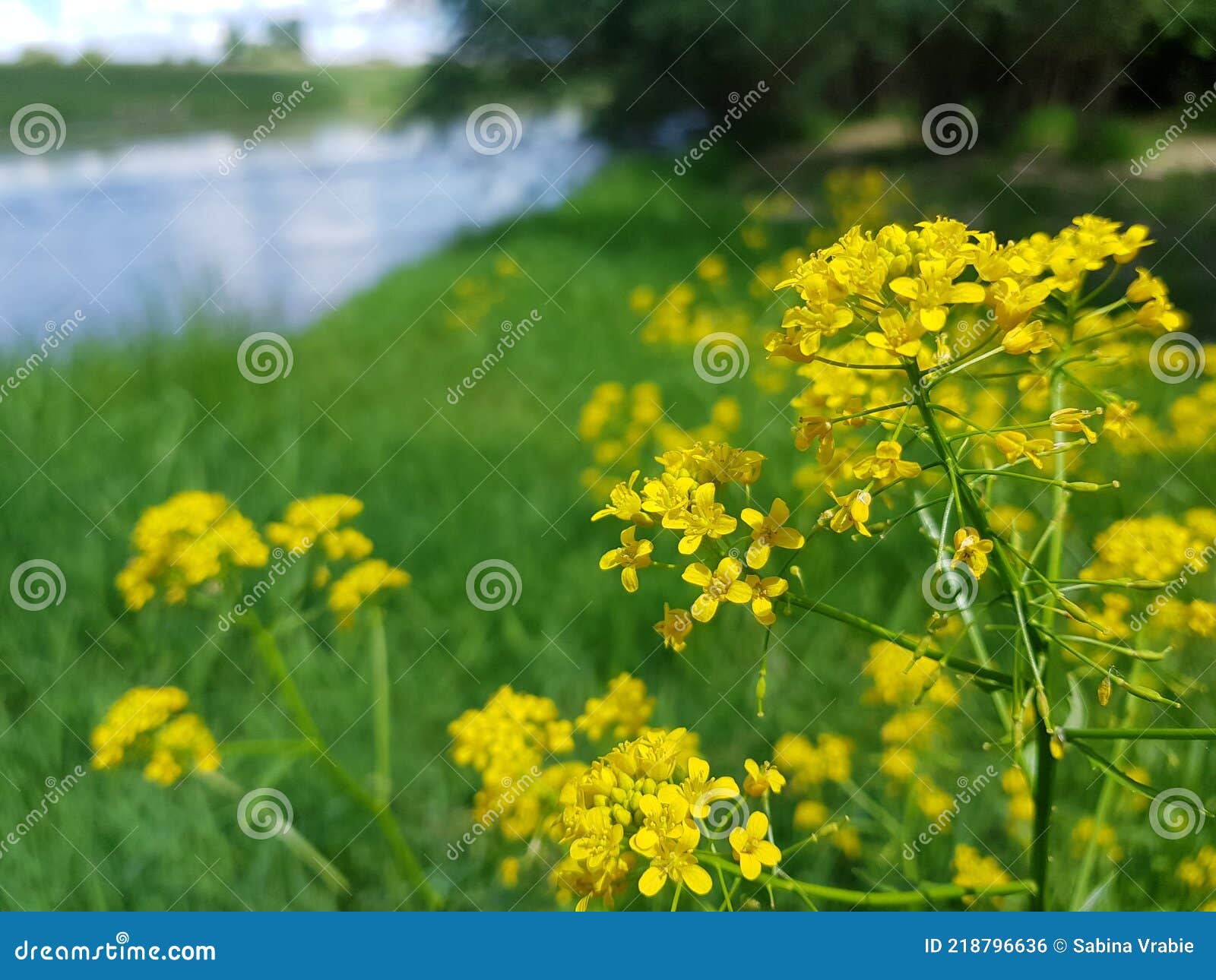 On the Banks of the River Timis, on a Spring Day in May in Romania ...