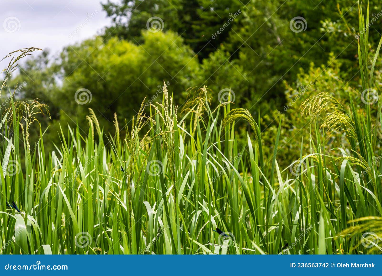 On the Banks of the River and in the Water, the Forage Grain Glyceria ...