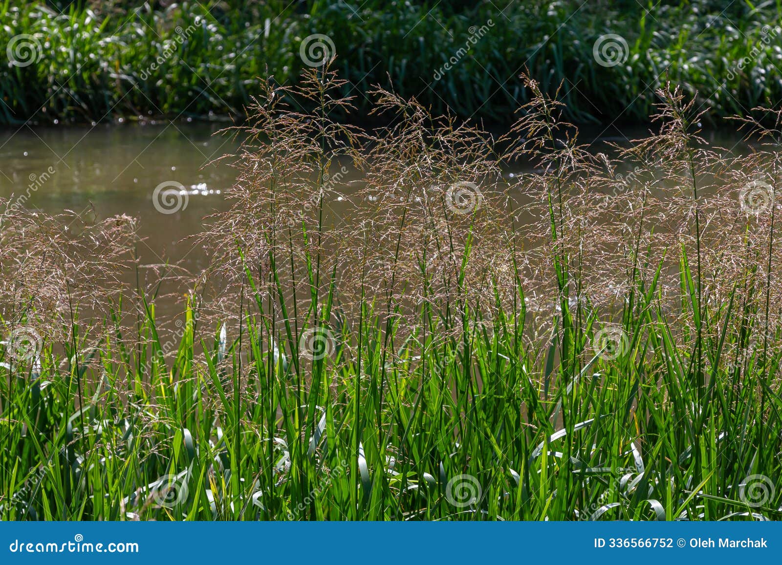 On the Banks of the River and in the Water, the Forage Grain Glyceria ...