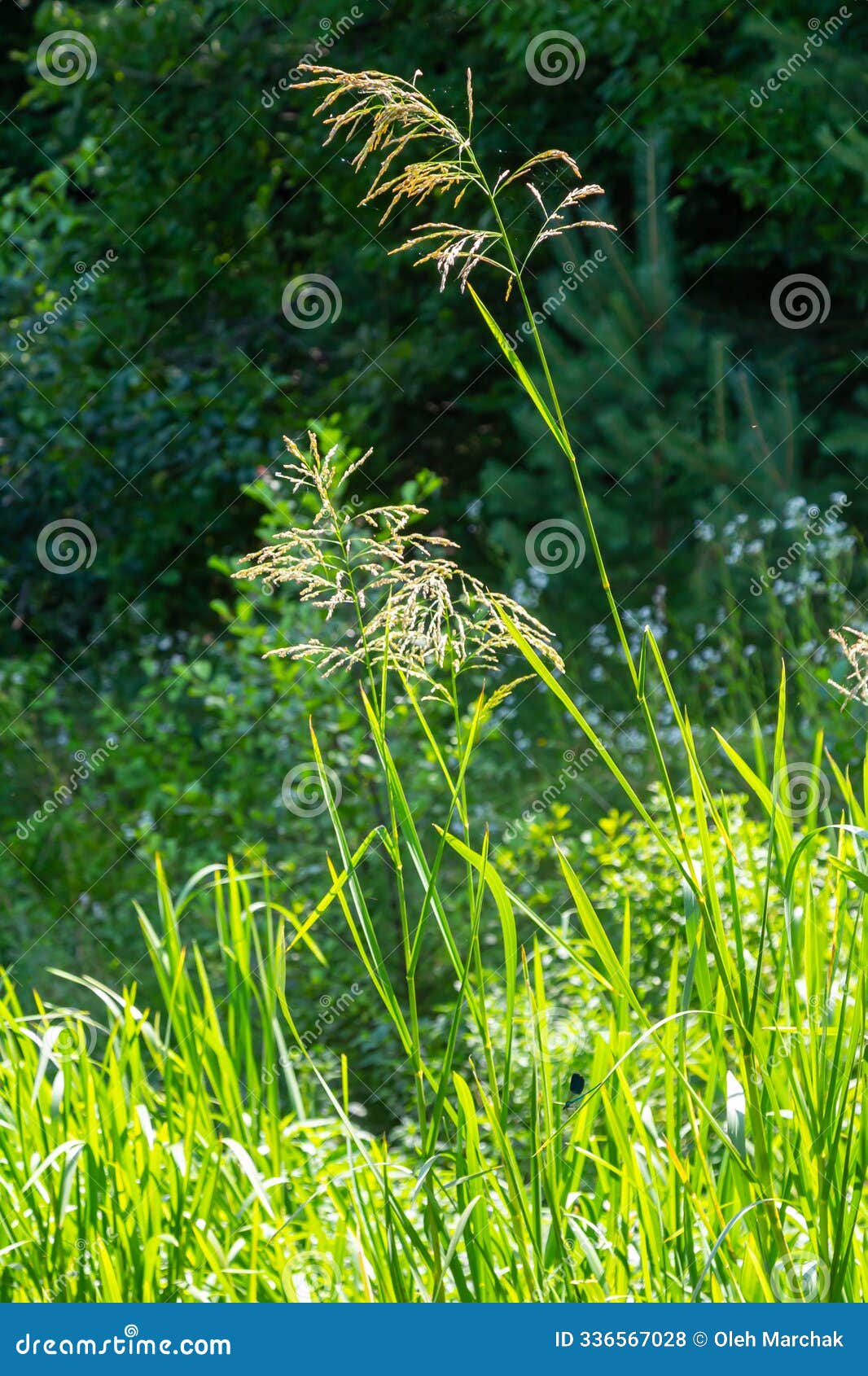 On the Banks of the River and in the Water, the Forage Grain Glyceria ...