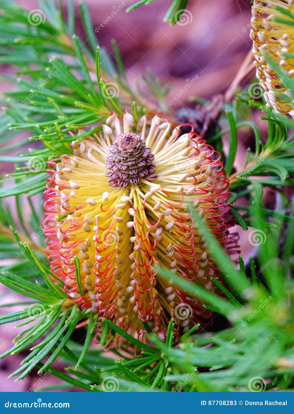 Banksia cone flower stock image. Image of texture, garden - 87708283