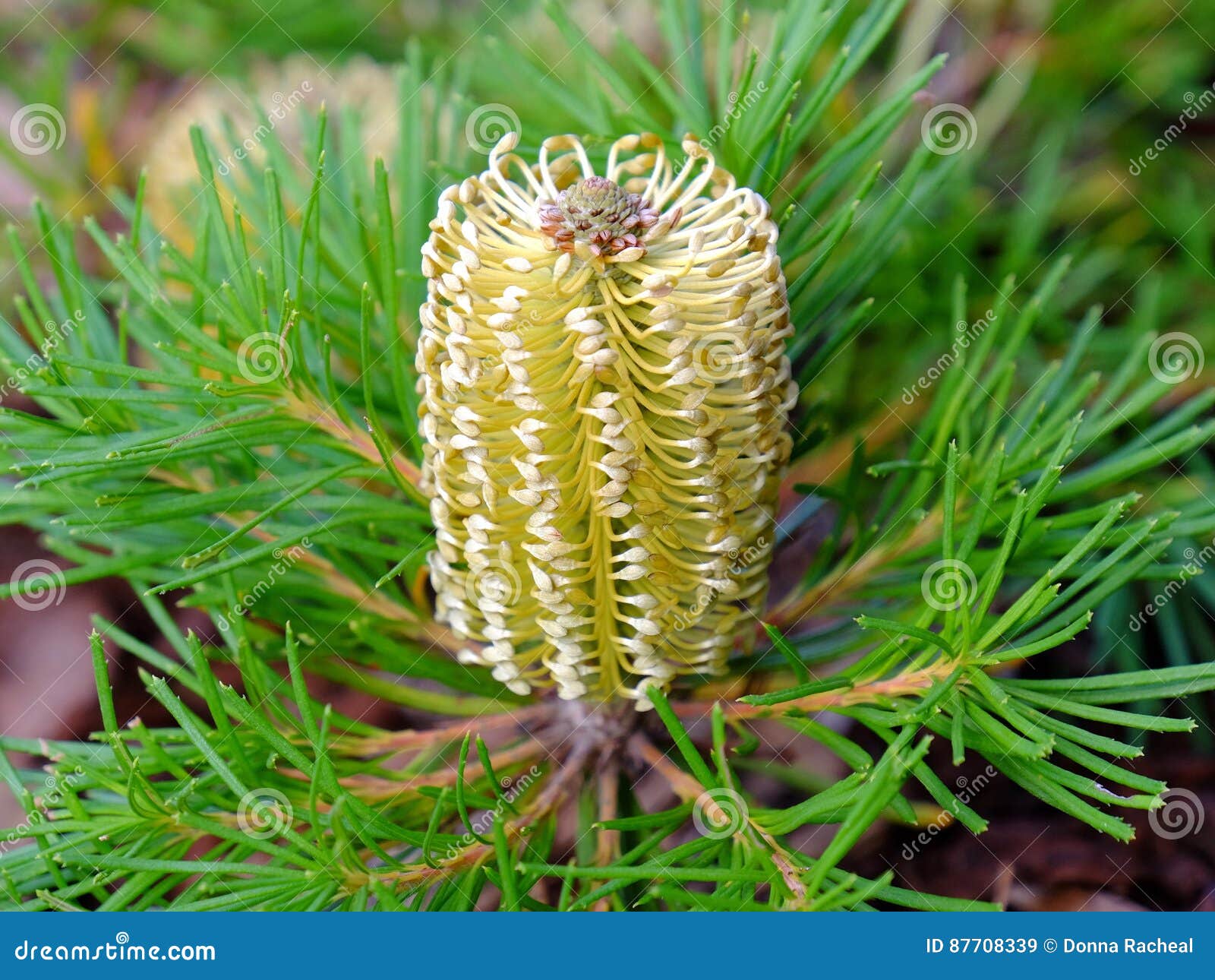 Banksia cone flower stock image. Image of white, droplets - 87708339
