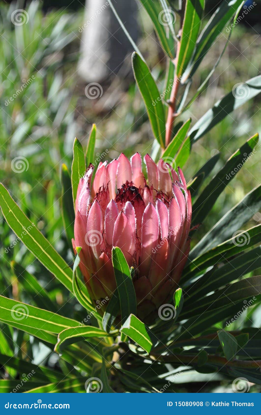 Open Banksia Cones After Extensive Forest Fires In Victoria, Australia ...