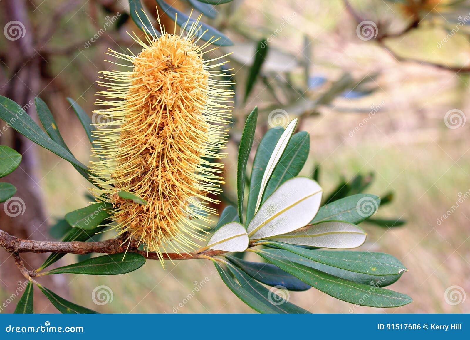 Banksia Flower stock photo. Image of flower, banksia - 91517606