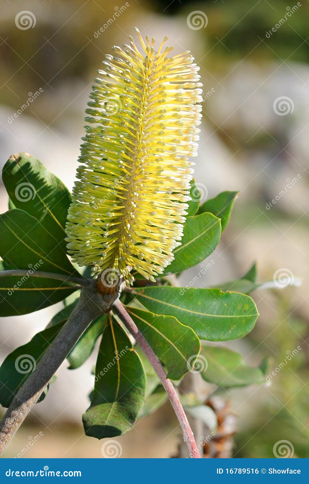 Banksia Integrifolia Coastal Banksia Seed Pod Royalty-Free Stock Image ...