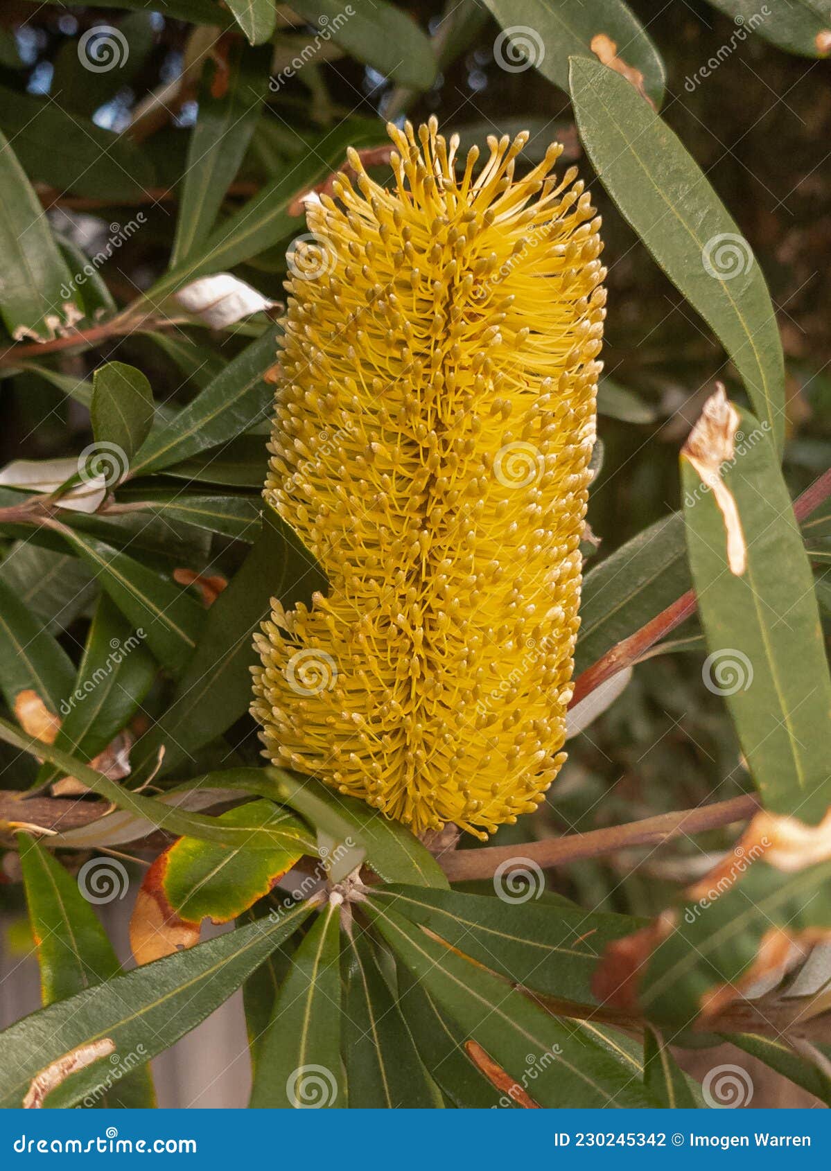 Banksia Tree Flower stock photo. Image of autumn, closeup - 230245342