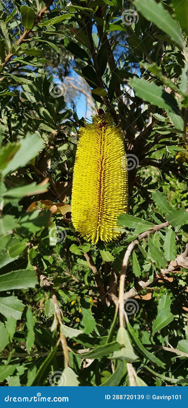 Yellow Banksia Protea Tree Flower Western Australia Stock Image - Image ...
