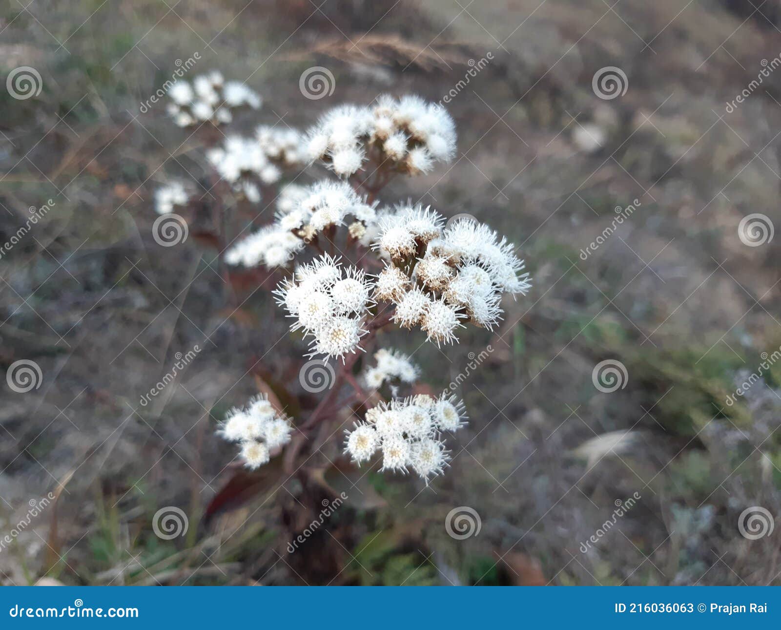 Banmara flower herb plants stock image. Image of winter - 216036063