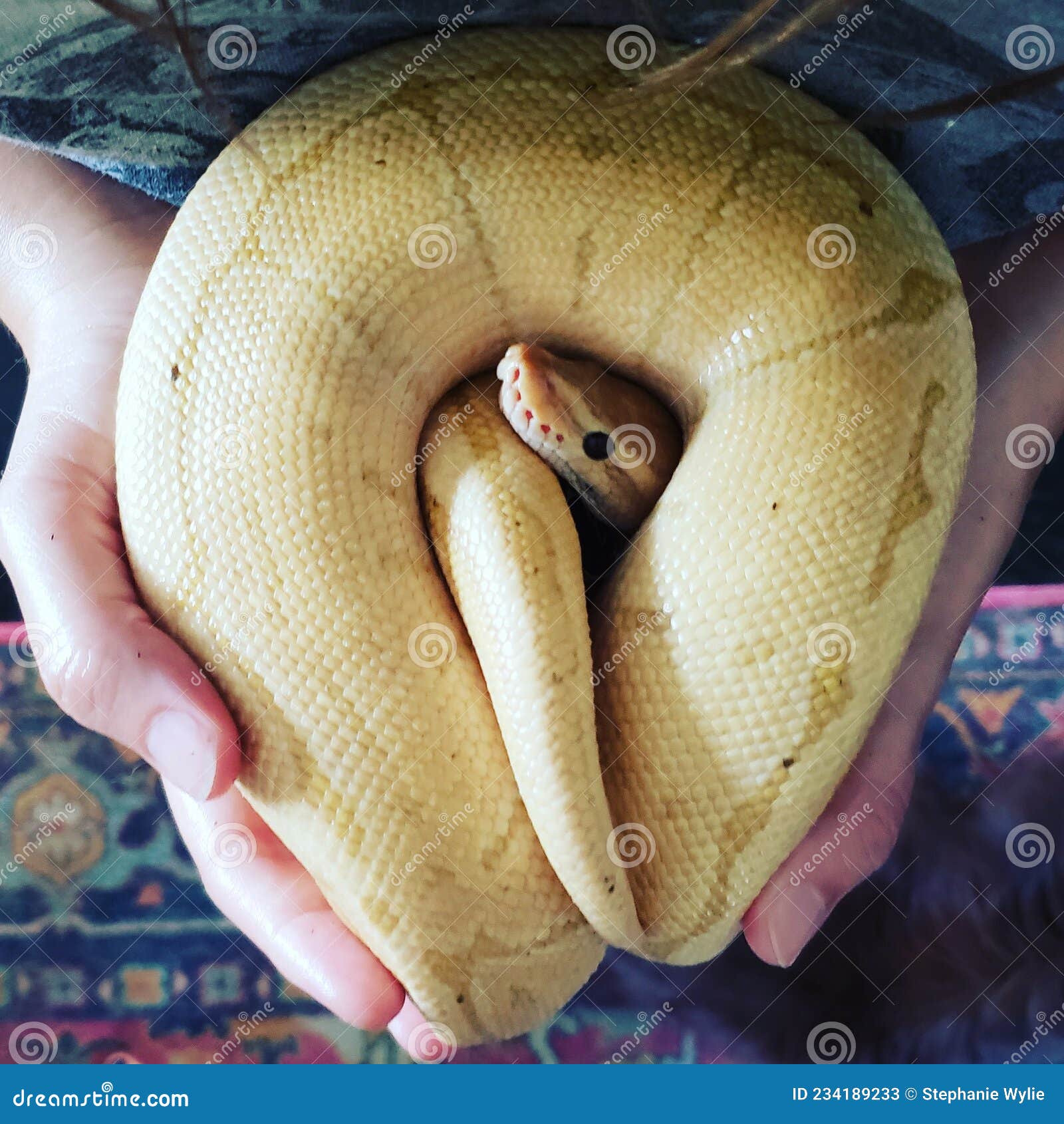 Bannana Pinstripe Ball Python Stock Image - Image of pinstripe, python ...