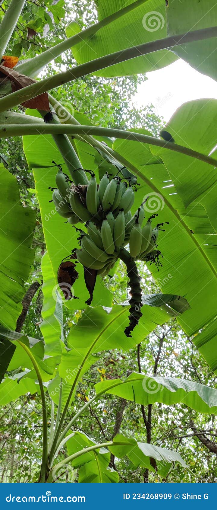 Bannana tree in kerala stock image. Image of kerala - 234268909