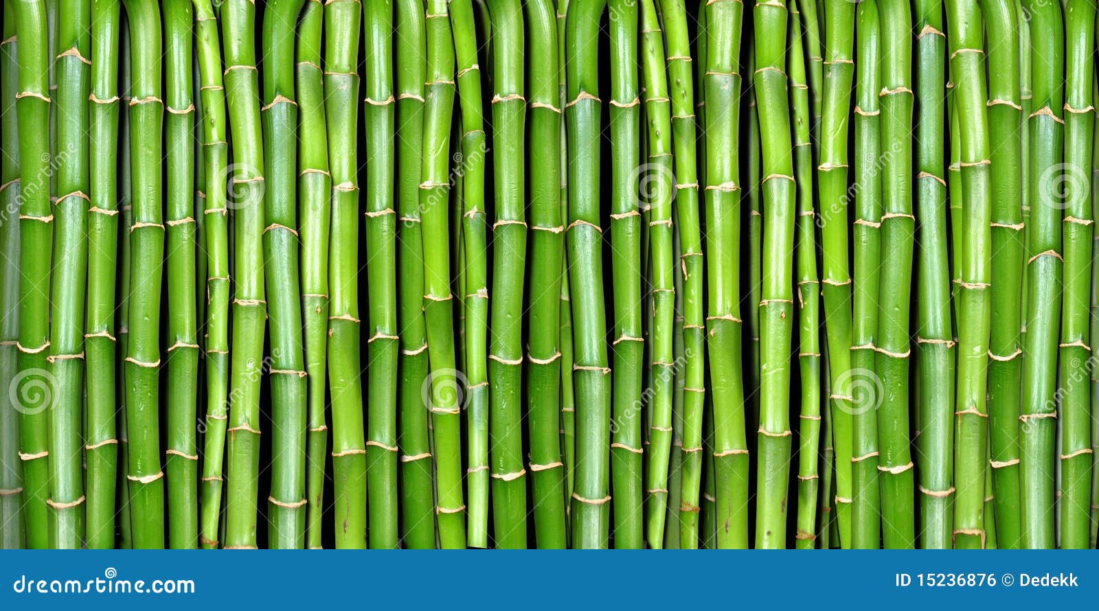 Banner of bamboo stock photo. Image of feng, bamboo, garden - 15236876