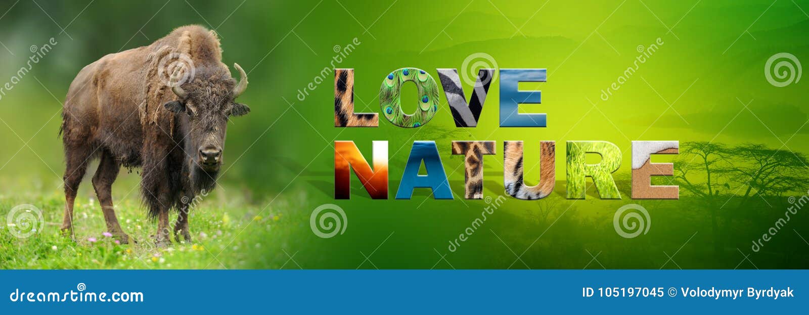 Bison with Text Love Nature Stock Image - Image of blank, card: 105197045