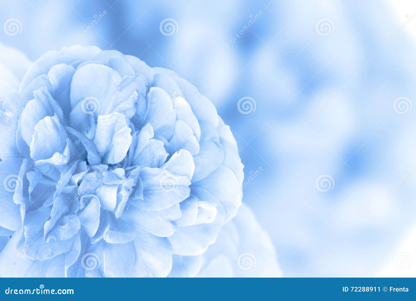 Banner with blue rose stock image. Image of petal, ornamental - 72288911