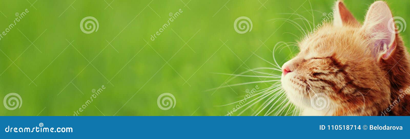 Banner with Cat - Web Header Template Stock Photo - Image of garden ...