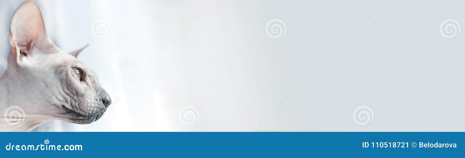 Banner with Cat - Web Header Template Stock Image - Image of sphynx ...