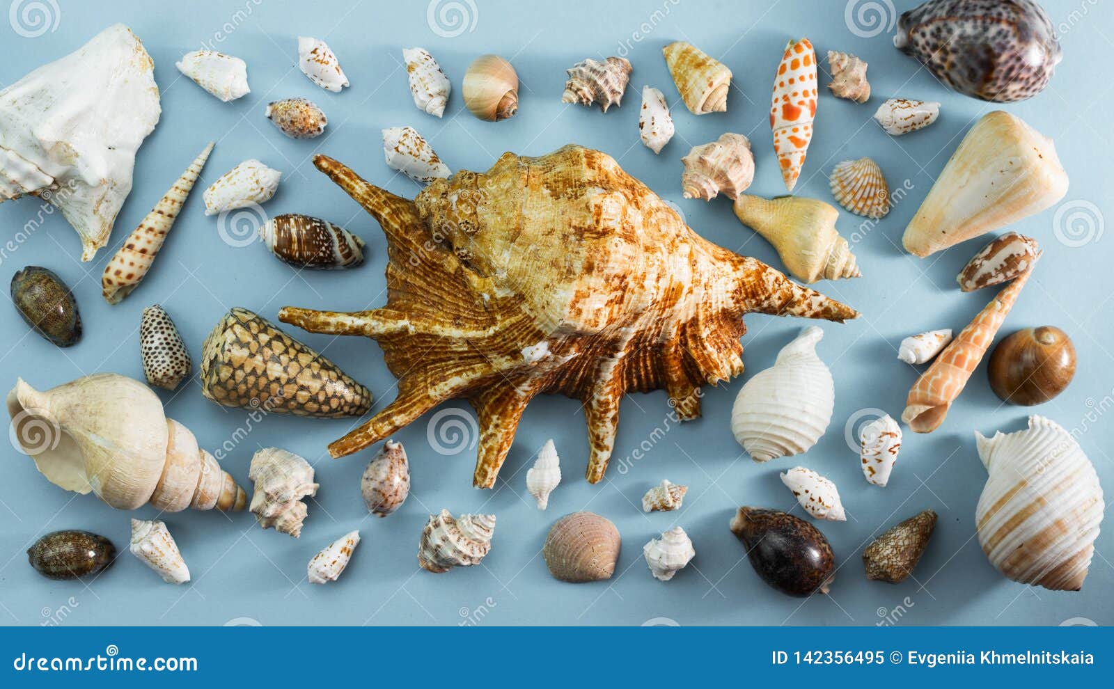 Banner Different Sea Shells on Gray Background Top View Flat Lay Stock ...