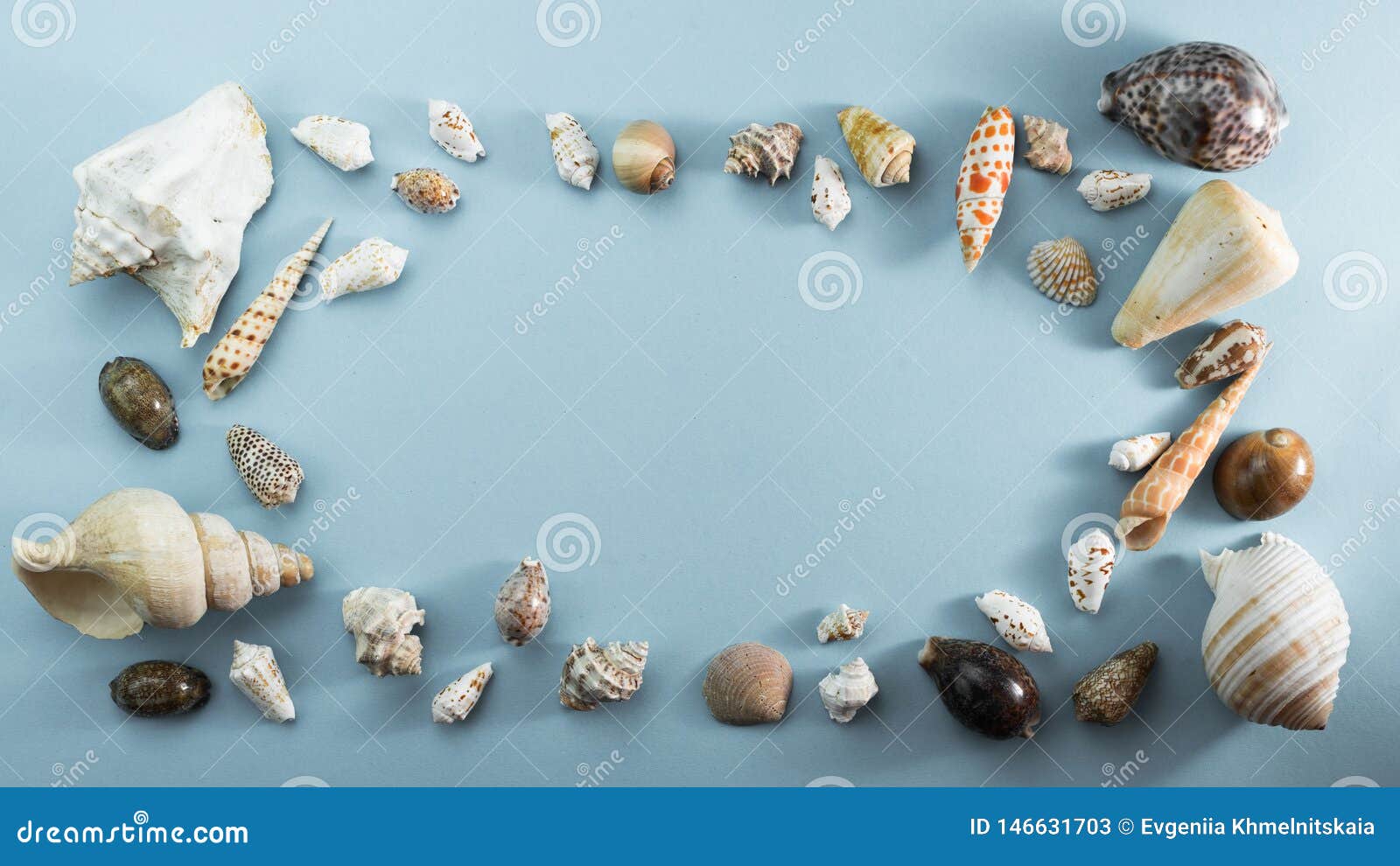 Banner Different Sea Shells on Gray Background Top View Flat Lay Stock ...