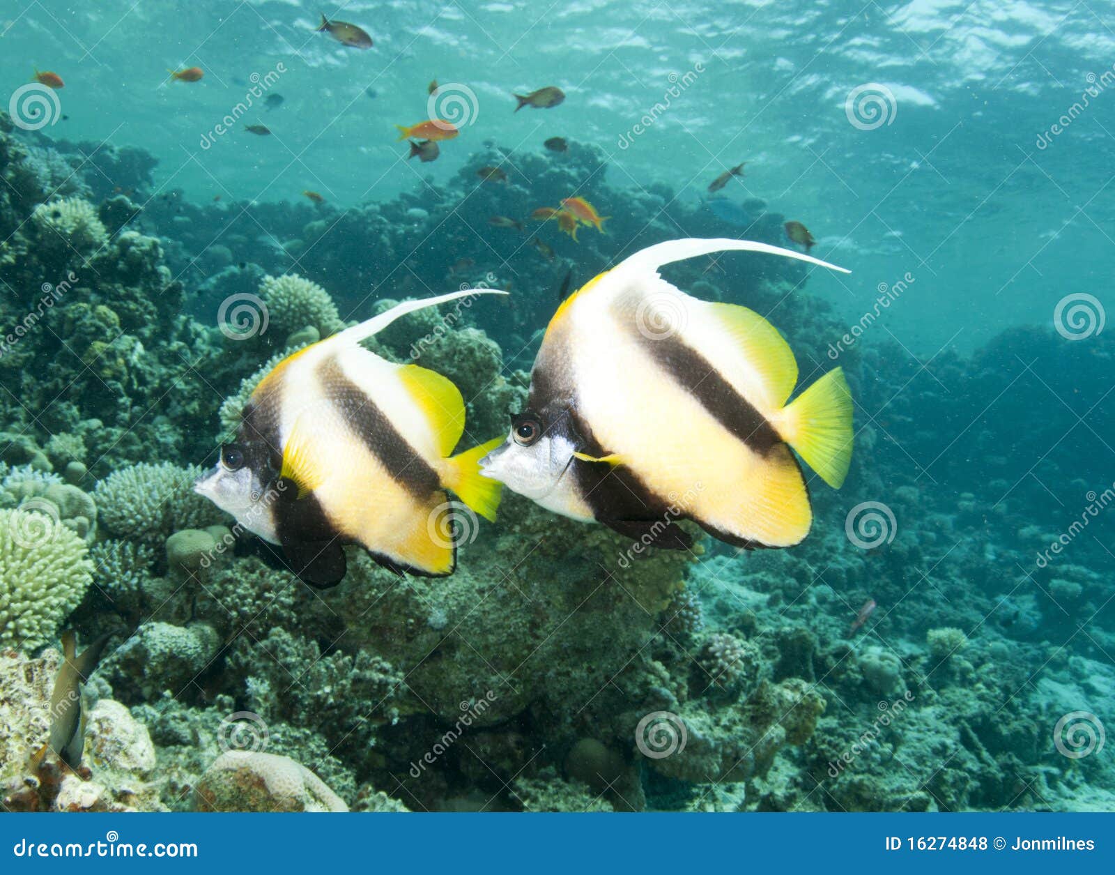 Banner fish stock photo. Image of ocean, nature, beautiful - 16274848