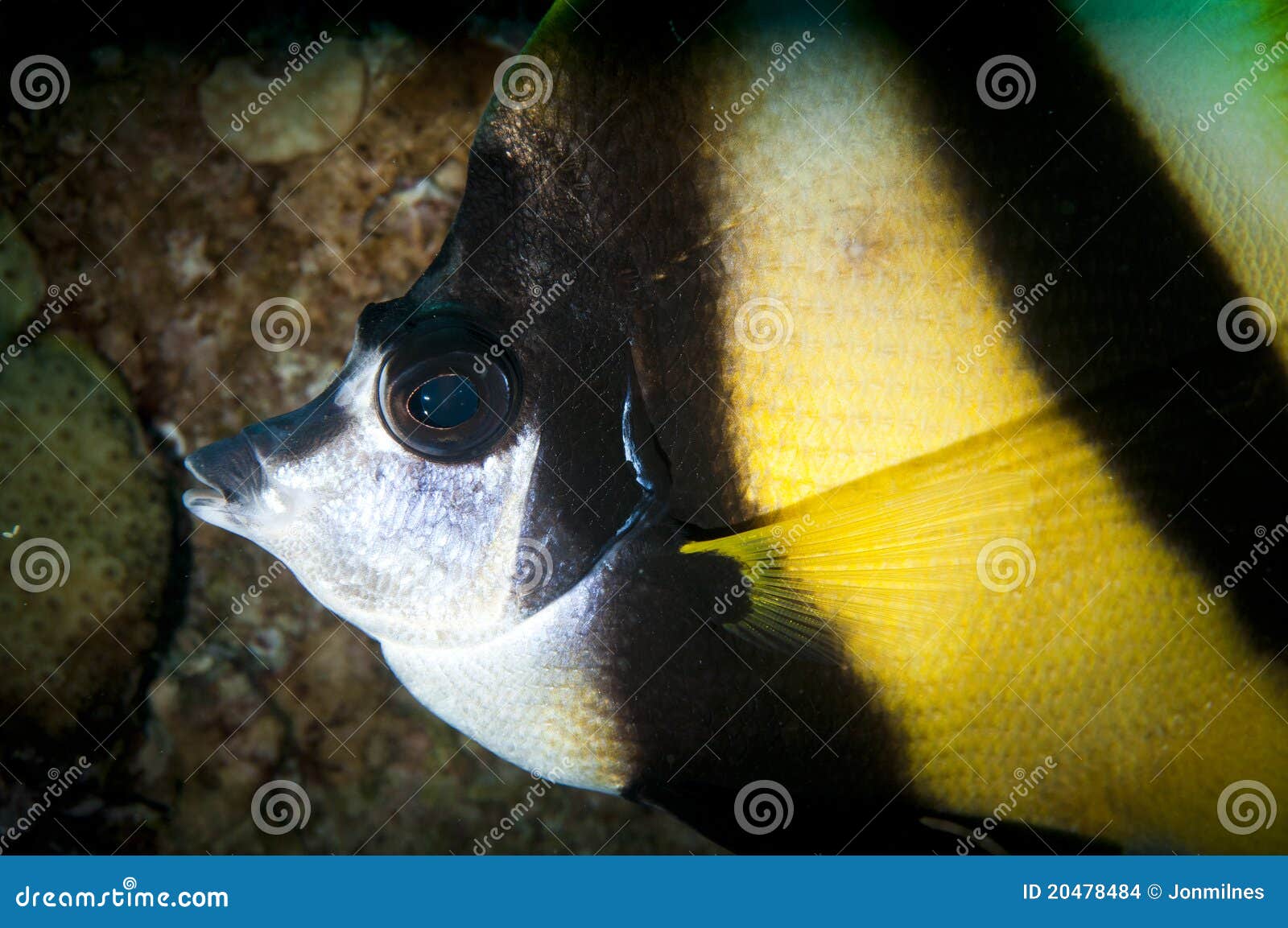 Banner fish stock photo. Image of tourism, bahamas, reef - 20478484