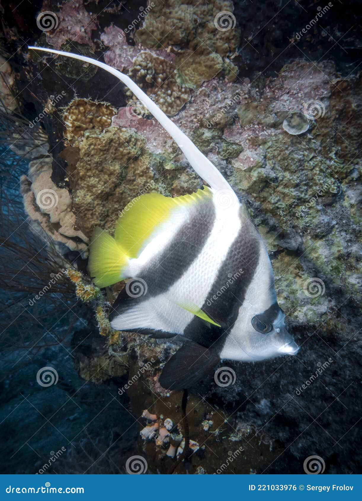 Banner Fish on a Coral Reef in the Indian Ocean Stock Photo - Image of ...