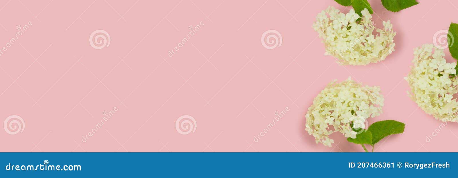 Banner with Frame Made of White Hydrangea Flowers Stock Image - Image ...